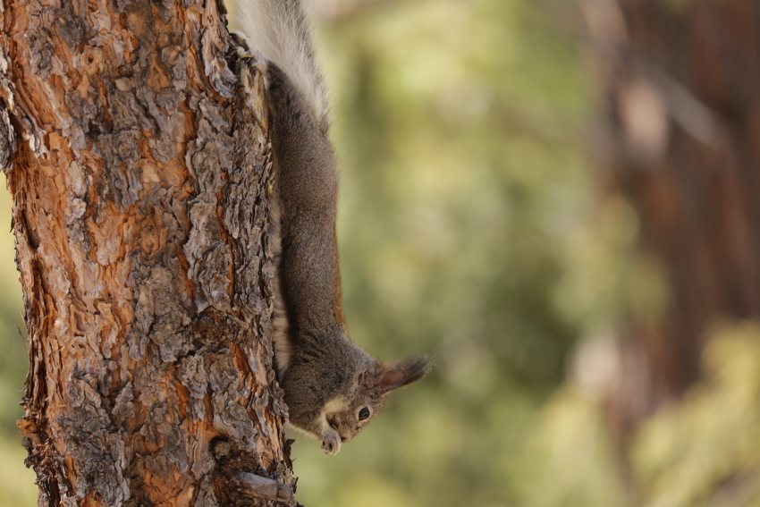 Tufted Red Squirrel | kritterspix
