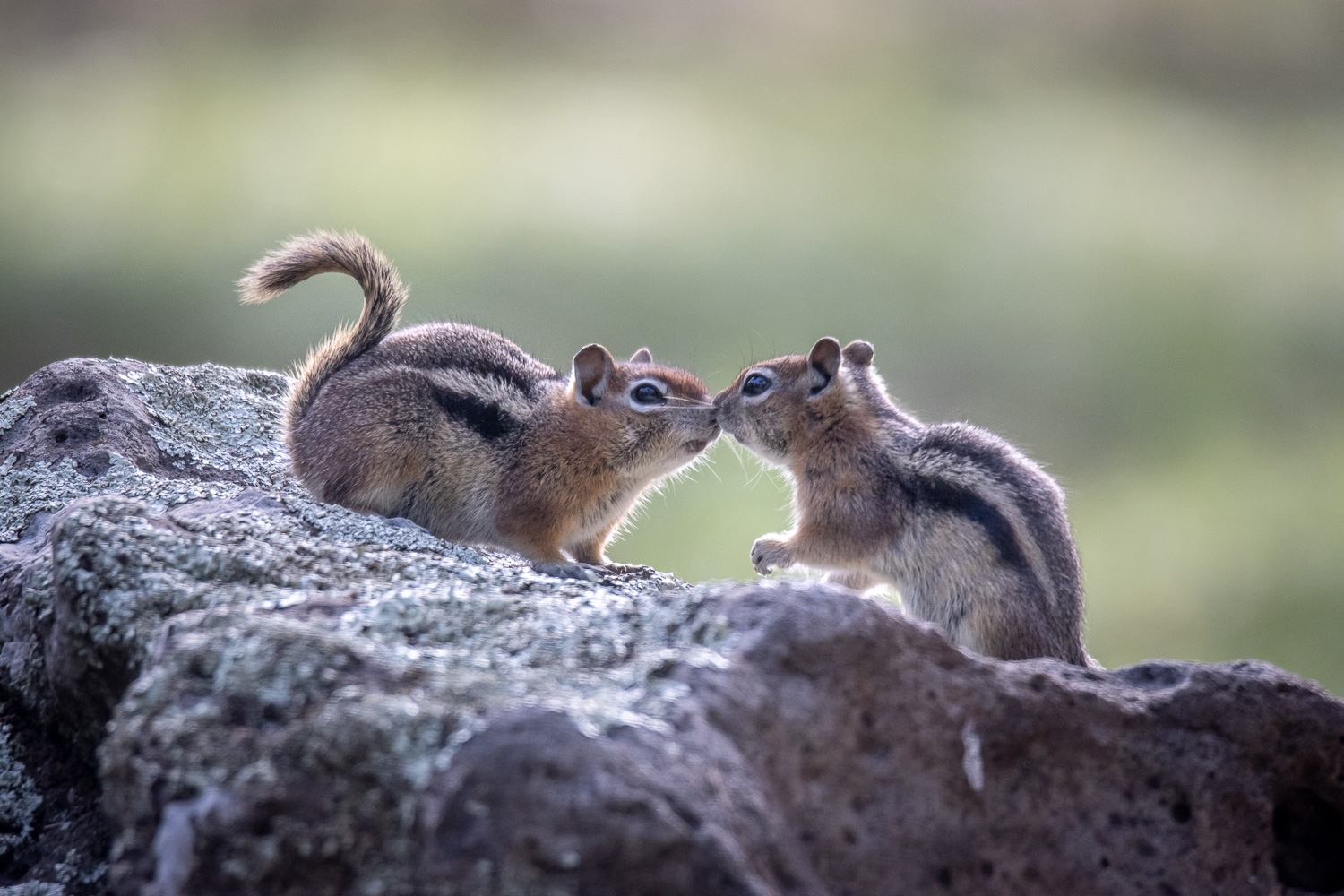 Hopi Chipmunk | kritterspix