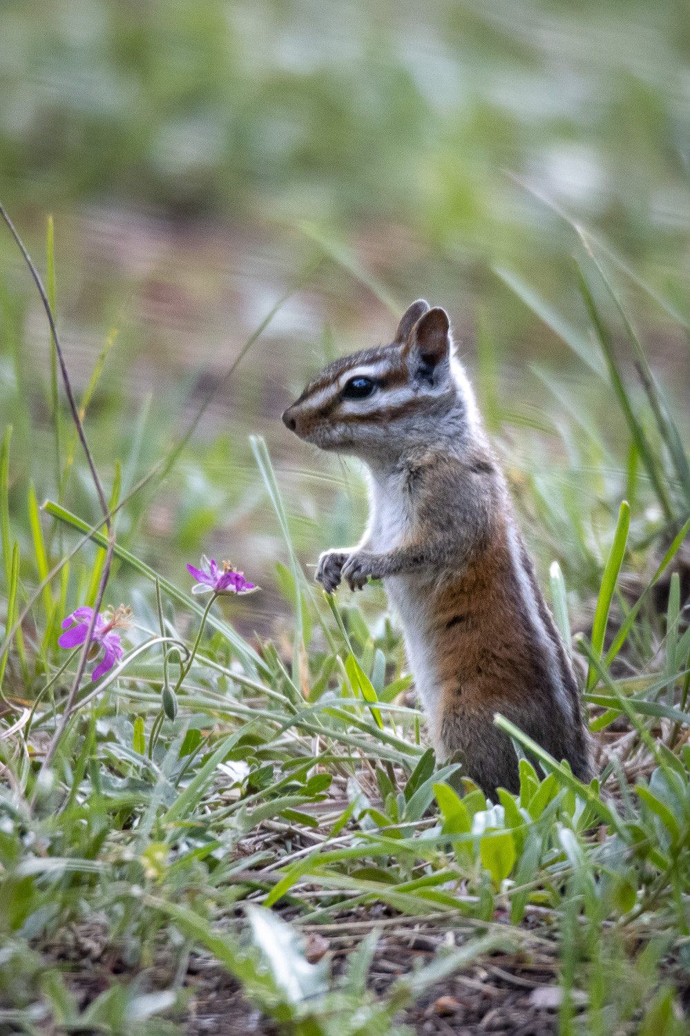 Hopi Chipmunk | kritterspix
