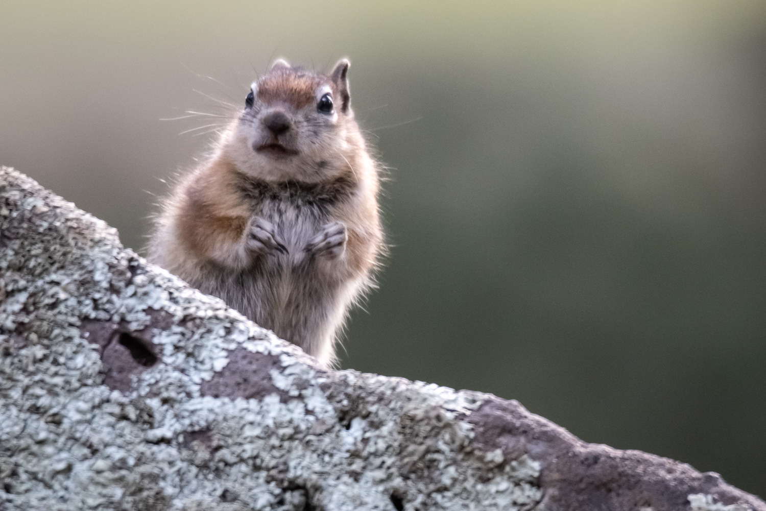 Hopi Chipmunk | kritterspix