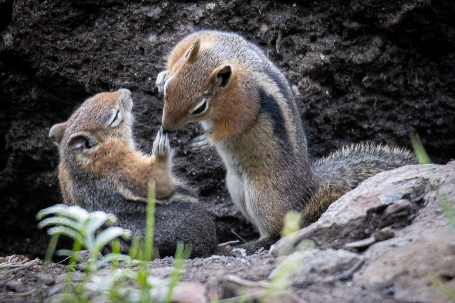 Hopi Chipmunk | kritterspix